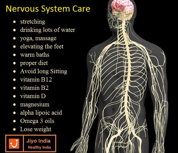 Peripheral Nervous System Parts