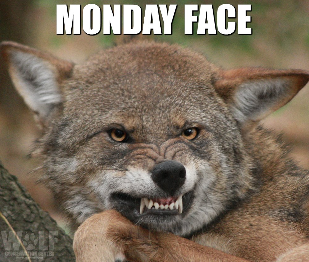 Happy Wolf Memes Funny Cute Happy Infinitive Wolf