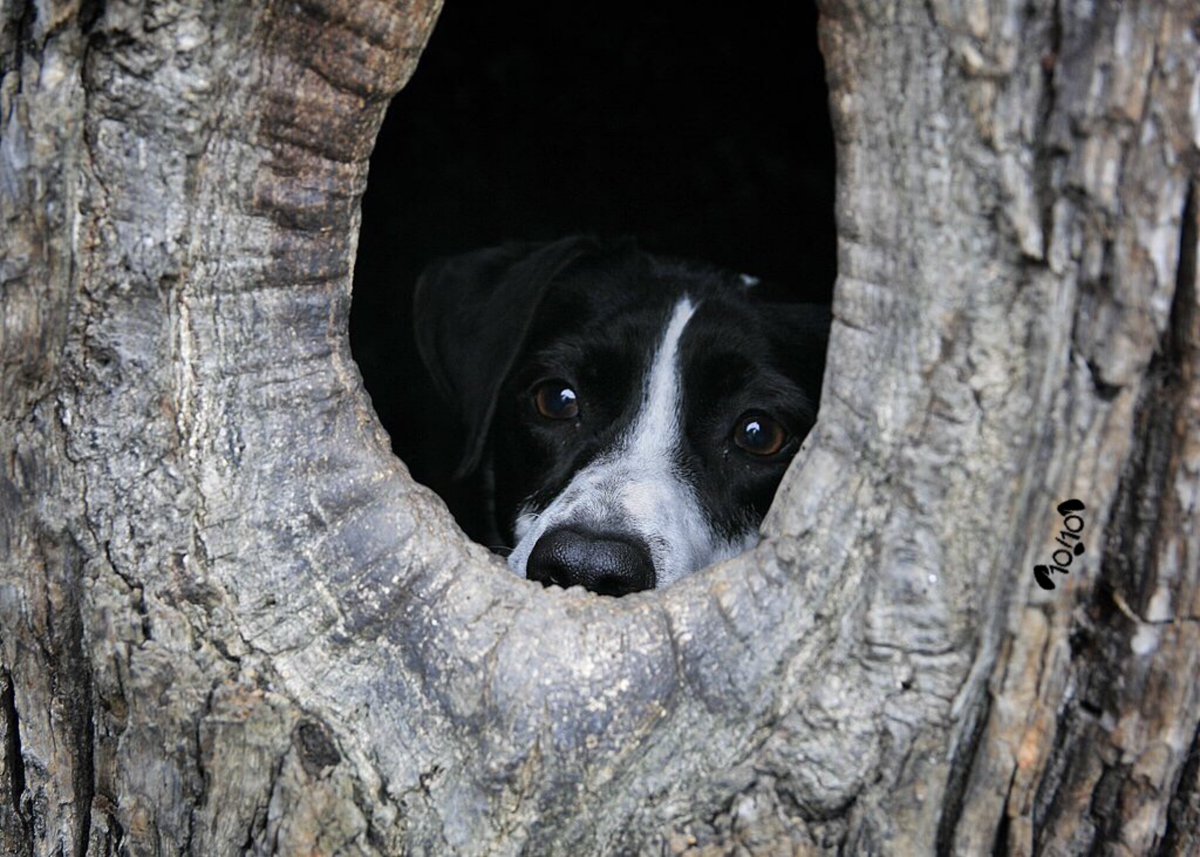 Rare Canadian Floofer Owl : shy doggo Rare Canadian Floofer Owl ...