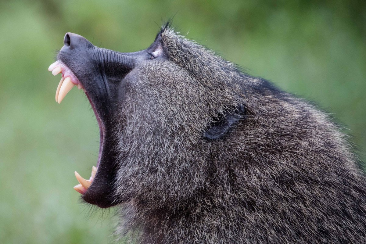 Olive Baboon Teeth