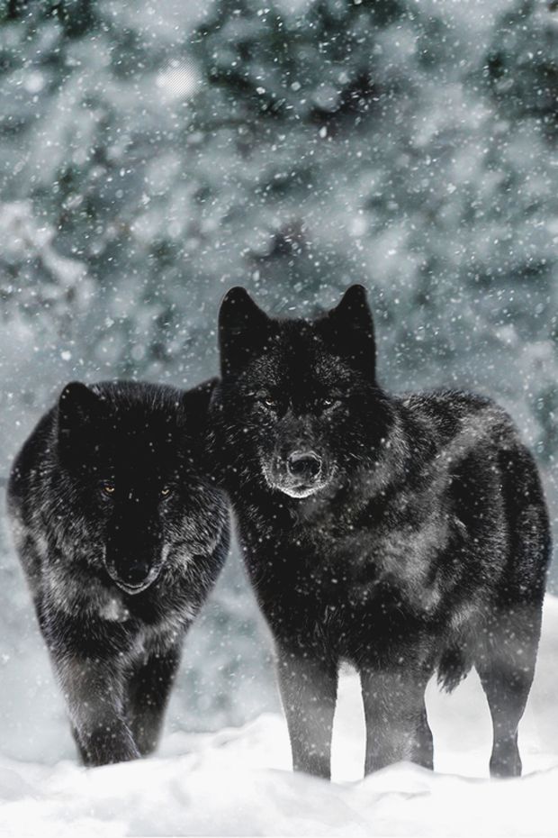 Two Black Wolves Together