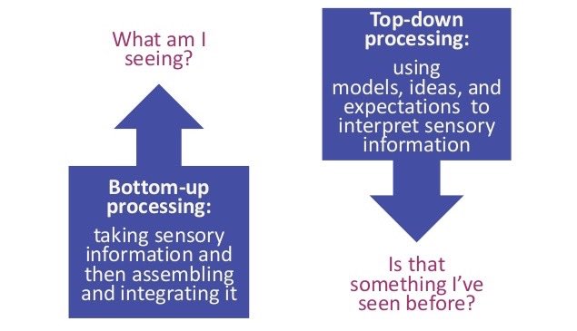 Bottom Up Processing Psychology