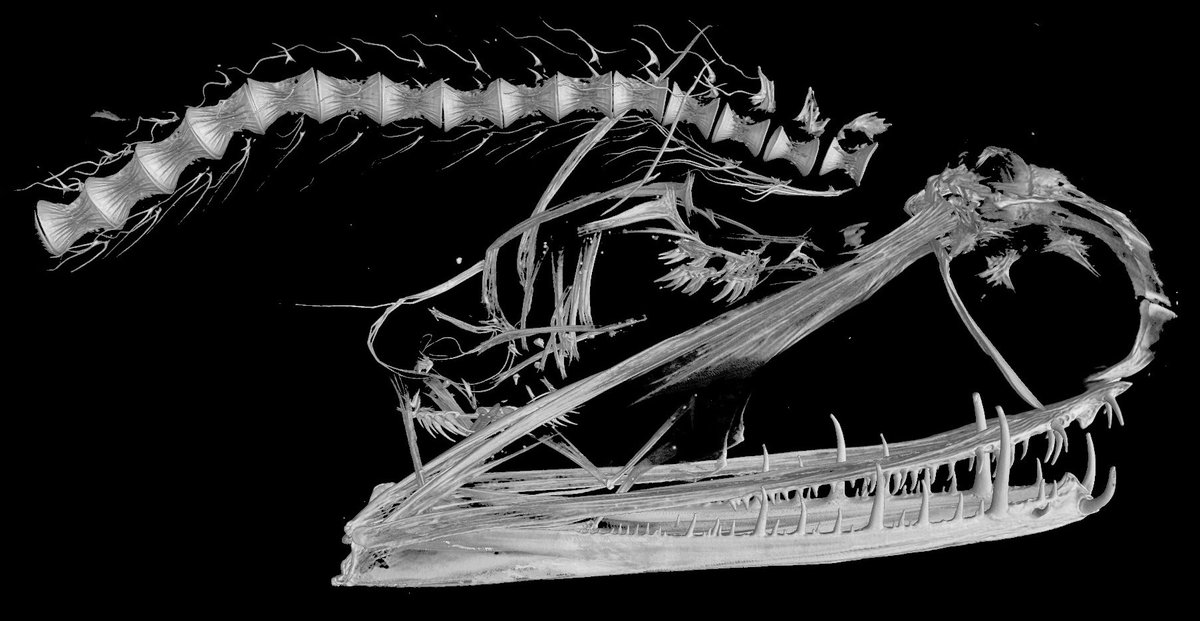 Stoplight Loosejaw Dragonfish