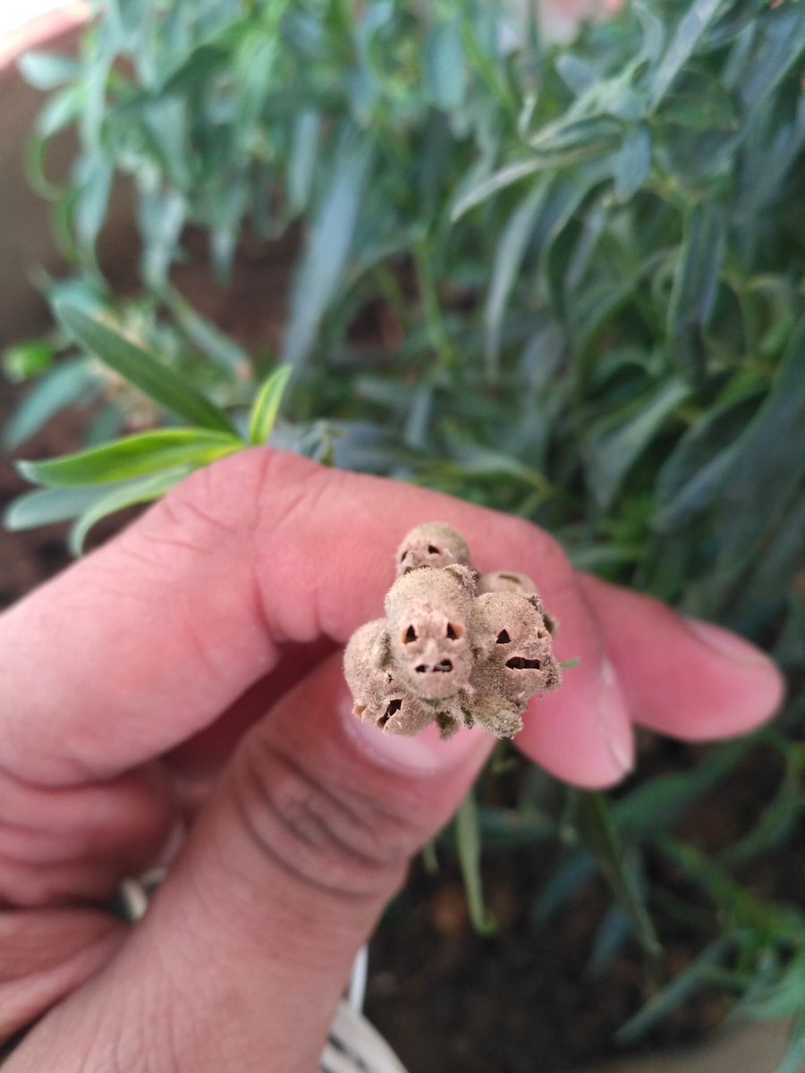 Snapdragon Plant Dried