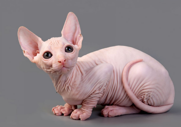 Los gatos más raros del mundo (vía @eme_demujer) - scoopnest.com