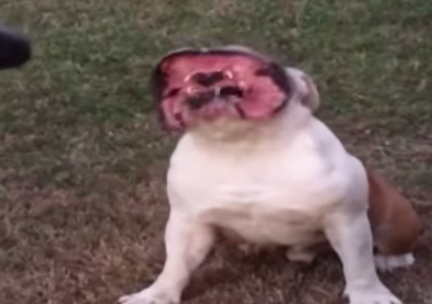 Sweet bulldog turned into nightmare monster by leaf blower. - scoopnest.com