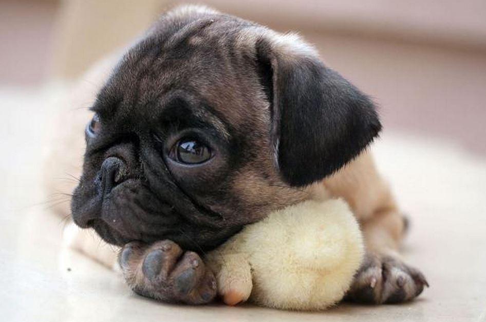 Hug A Pug On