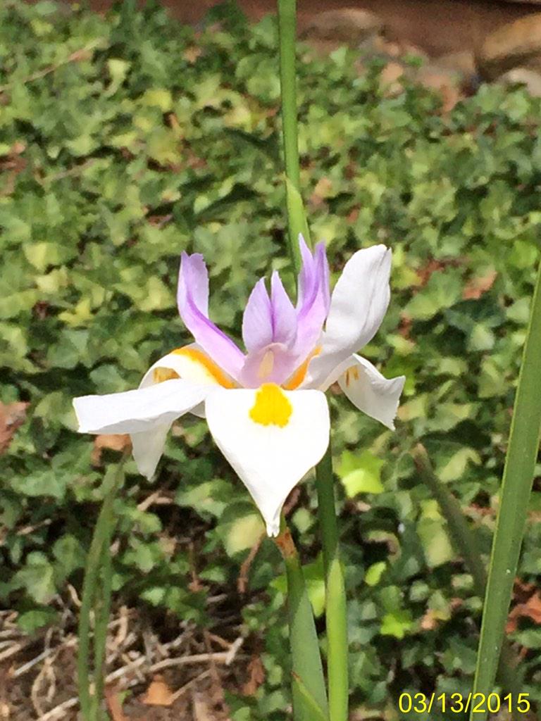 Luchang Zheng (@LuchangZheng) | Twitter