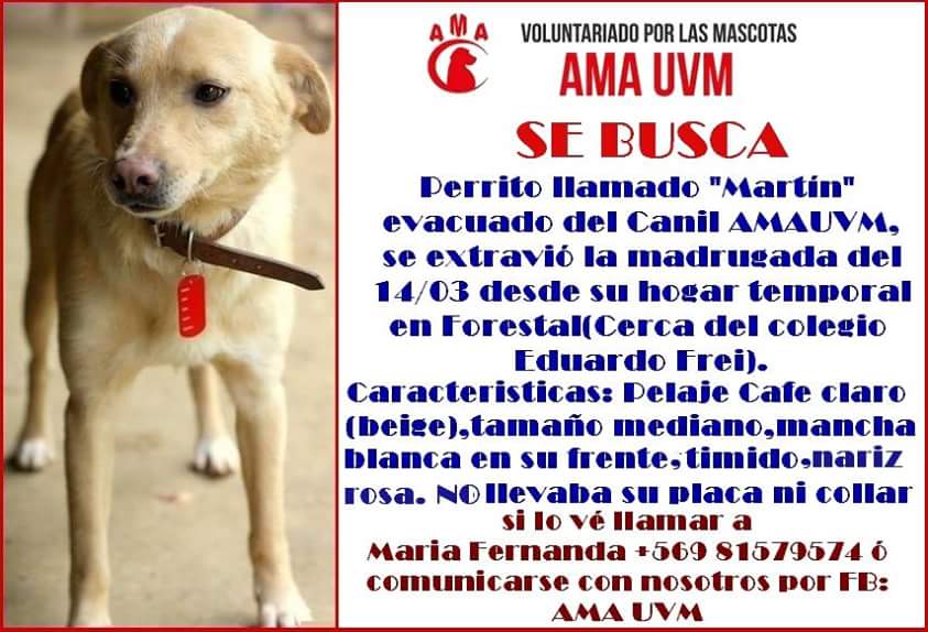 Informativo Animalista: Se busca perrito extraviado en Viña del Mar
