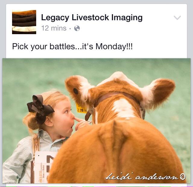 Show Cattle Memes Livestock Memes Archives Ranch House Designs, Inc.