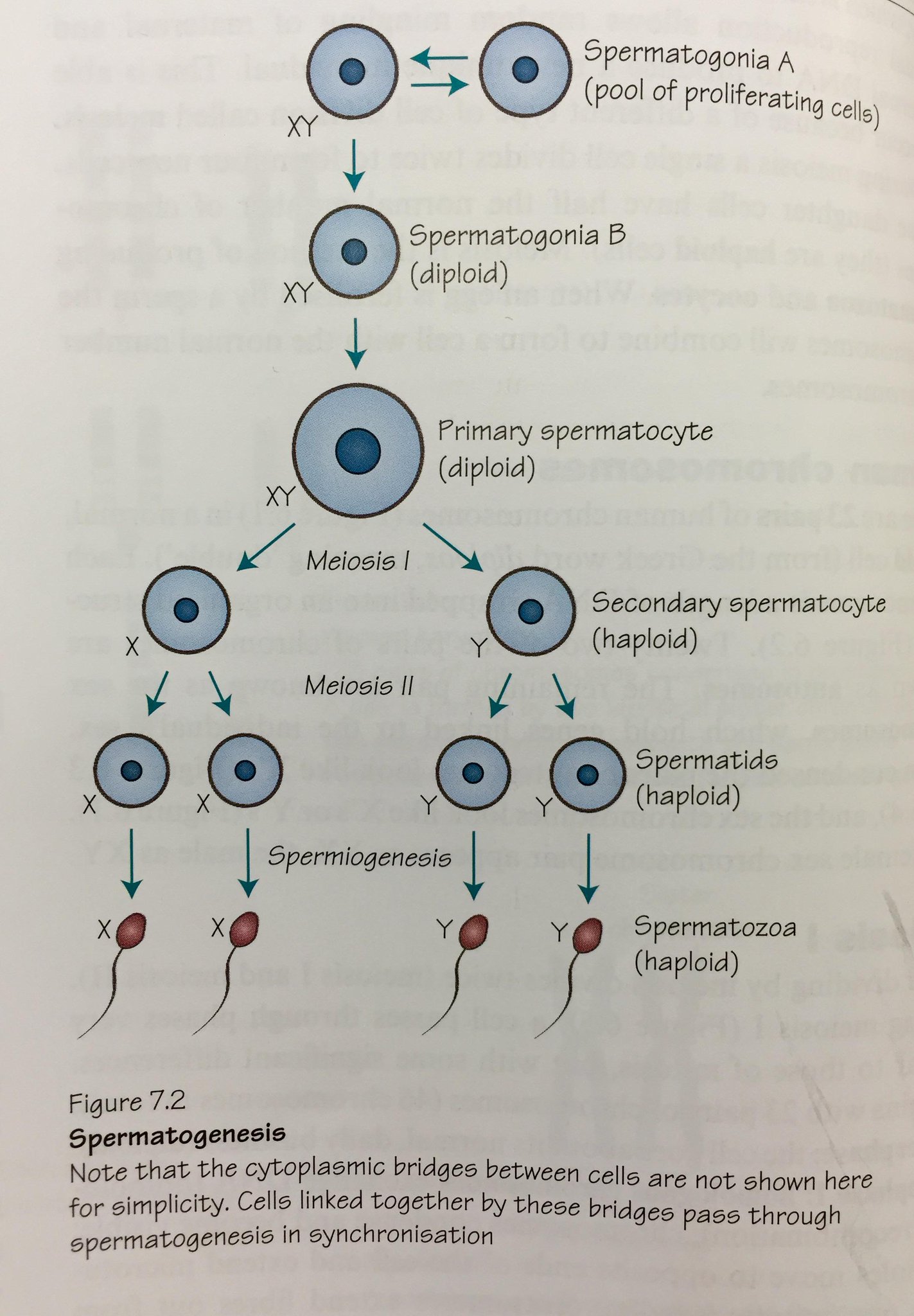 Spermatogenesis Diagram