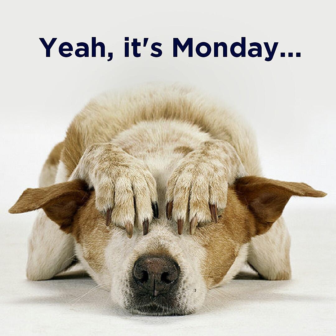 Dog Monday Meme