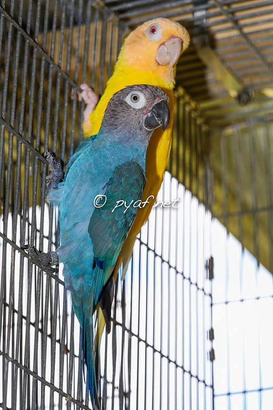Blue Dusky Conure