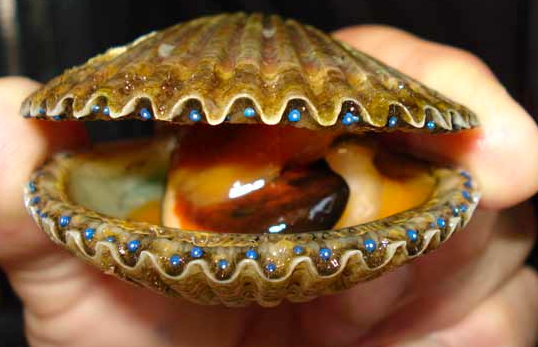 Scallops Eyes 3820