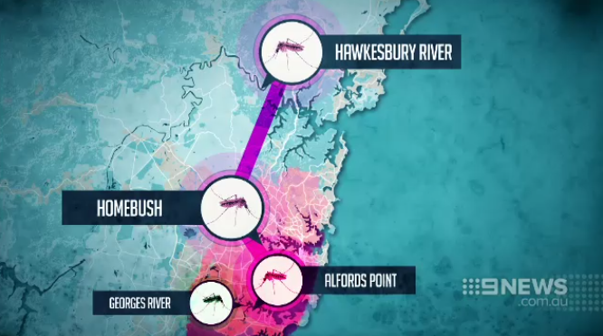 Ross River fever has been detected in mosquitoes in suburbs around ...