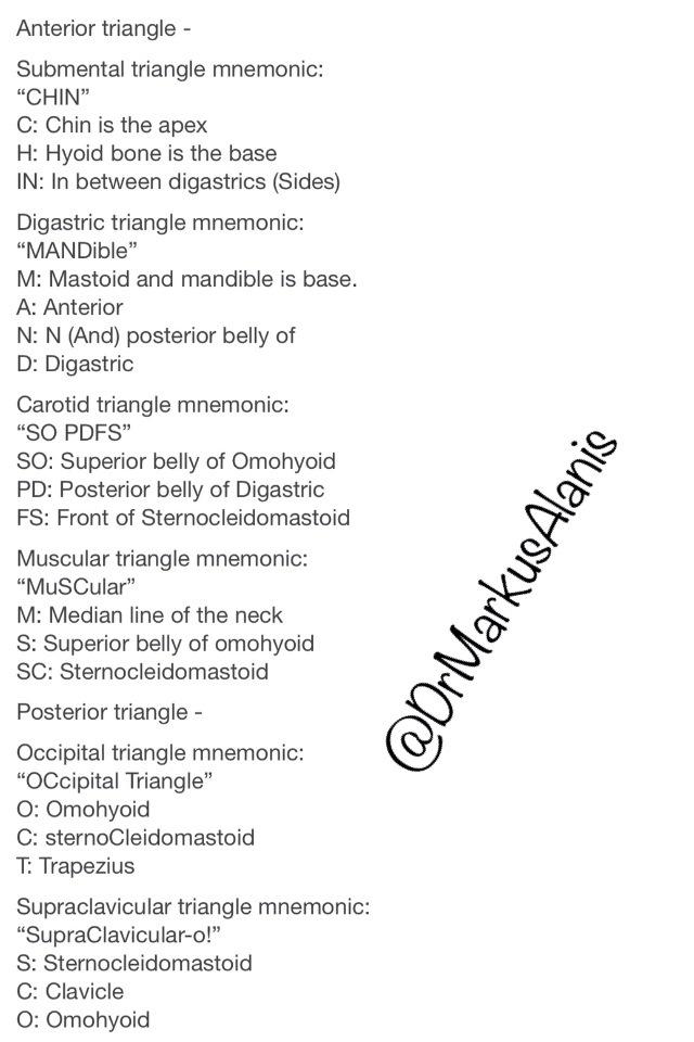 Carotid Triangle Contents Mnemonic
