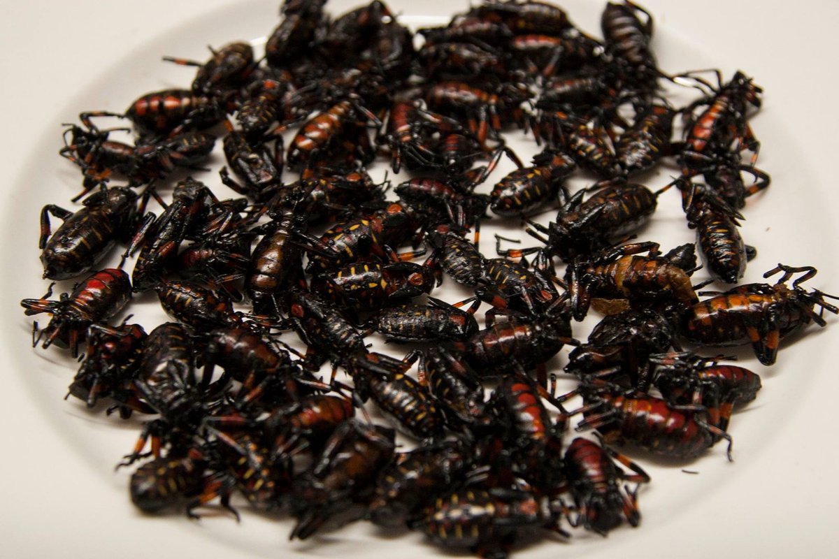 Cocopaches, chaguis, tantarrias... ¿y tú cómo las conoces? #méxicosabea ...