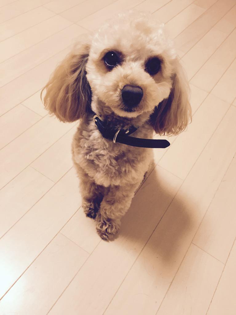 voiceplus (@voiceplus_) | Twitter