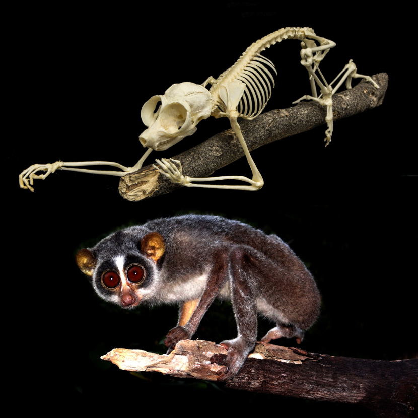 Slender Loris Skeleton