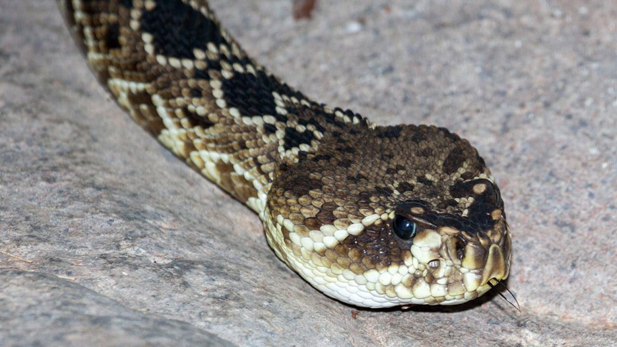 Rattlesnake sightings on the rise in Inland Empire | ABC7 Eyewitness ... Rattlesnake sightings on the rise in Inland Empire | ABC7 Eyewitness ...