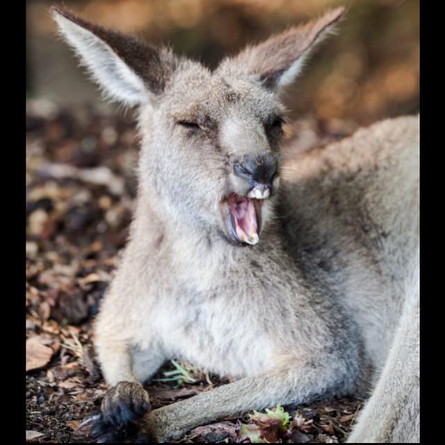 Friday feeling, right? Here's a yawning kangaroo to get you excited to ...