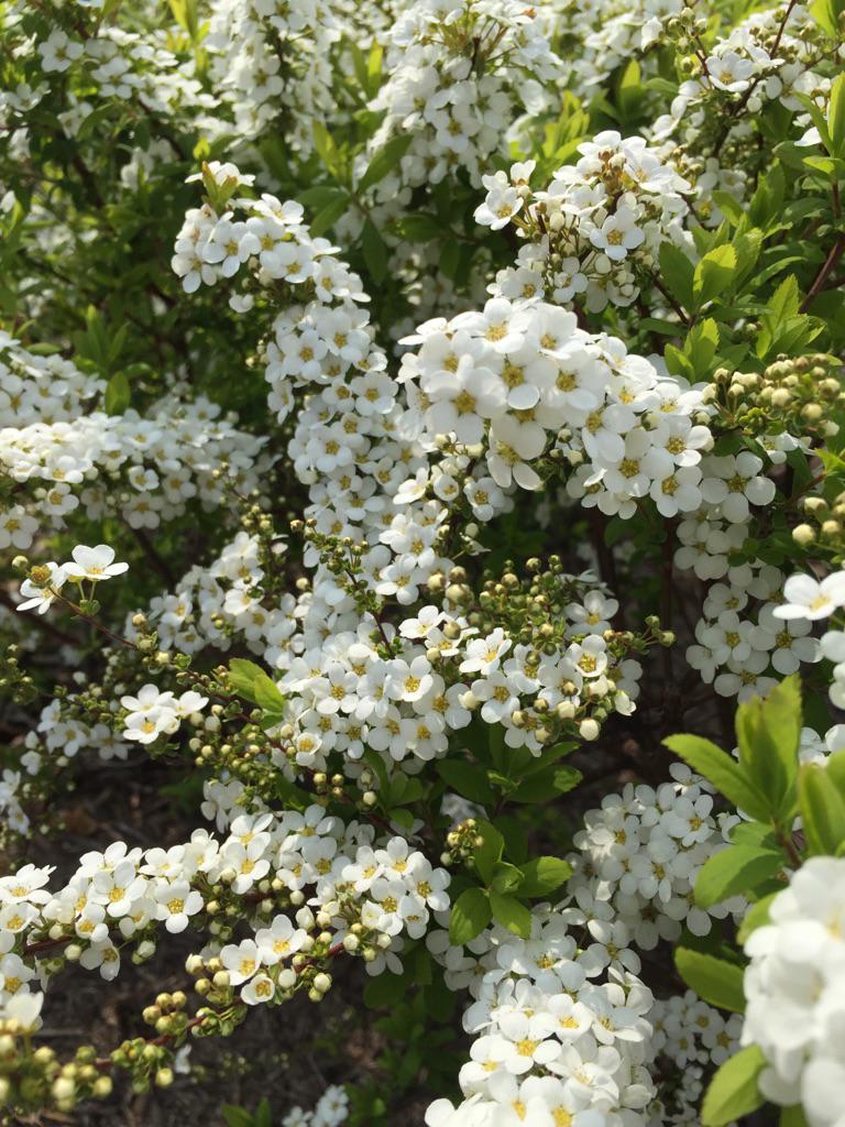 voiceplus (@voiceplus_) | Twitter