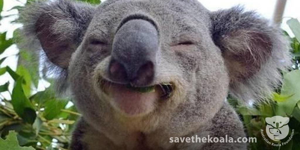 Happy Koala