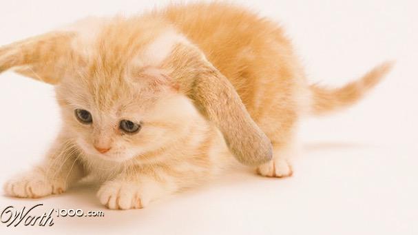 Cabbit Cat