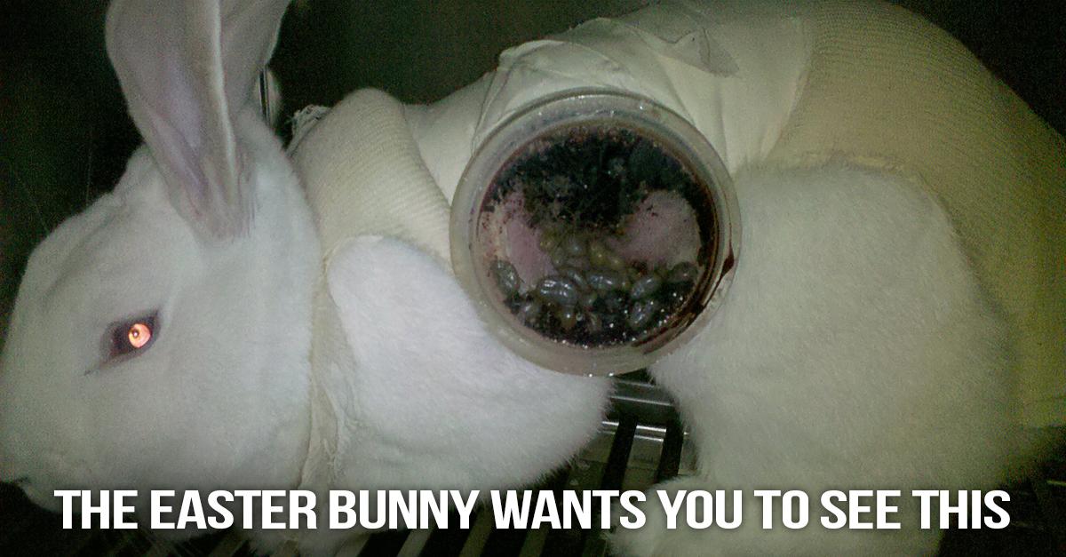 PETA's logo is a rabbit for a reason. Why Rabbits Need YOUR Help More ...