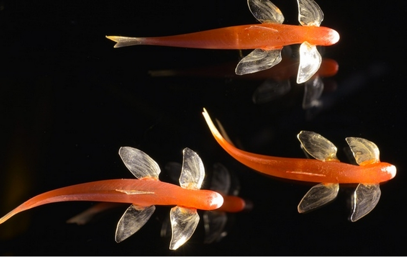 Waterfall climbing cave fish - Alchetron, the free social encyclopedia