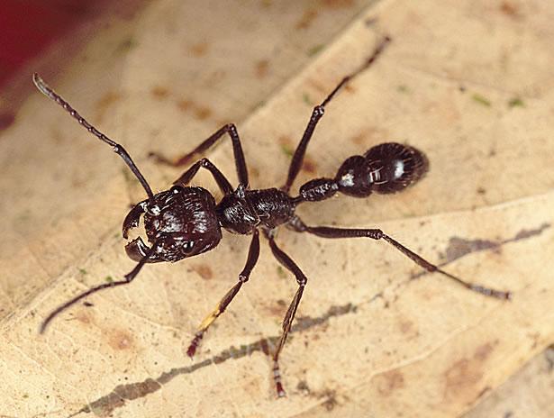 Driver ant colonies can contain up to 20 million ants & kill cows by ...