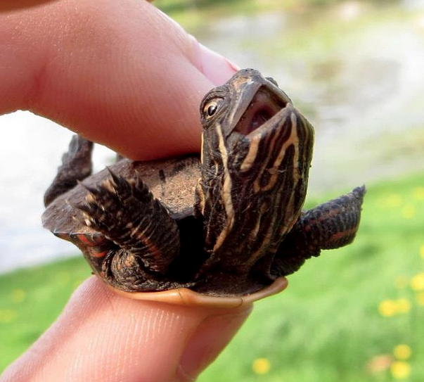 Happy Baby Turtle