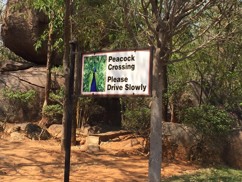 Peacock Crossing Sign