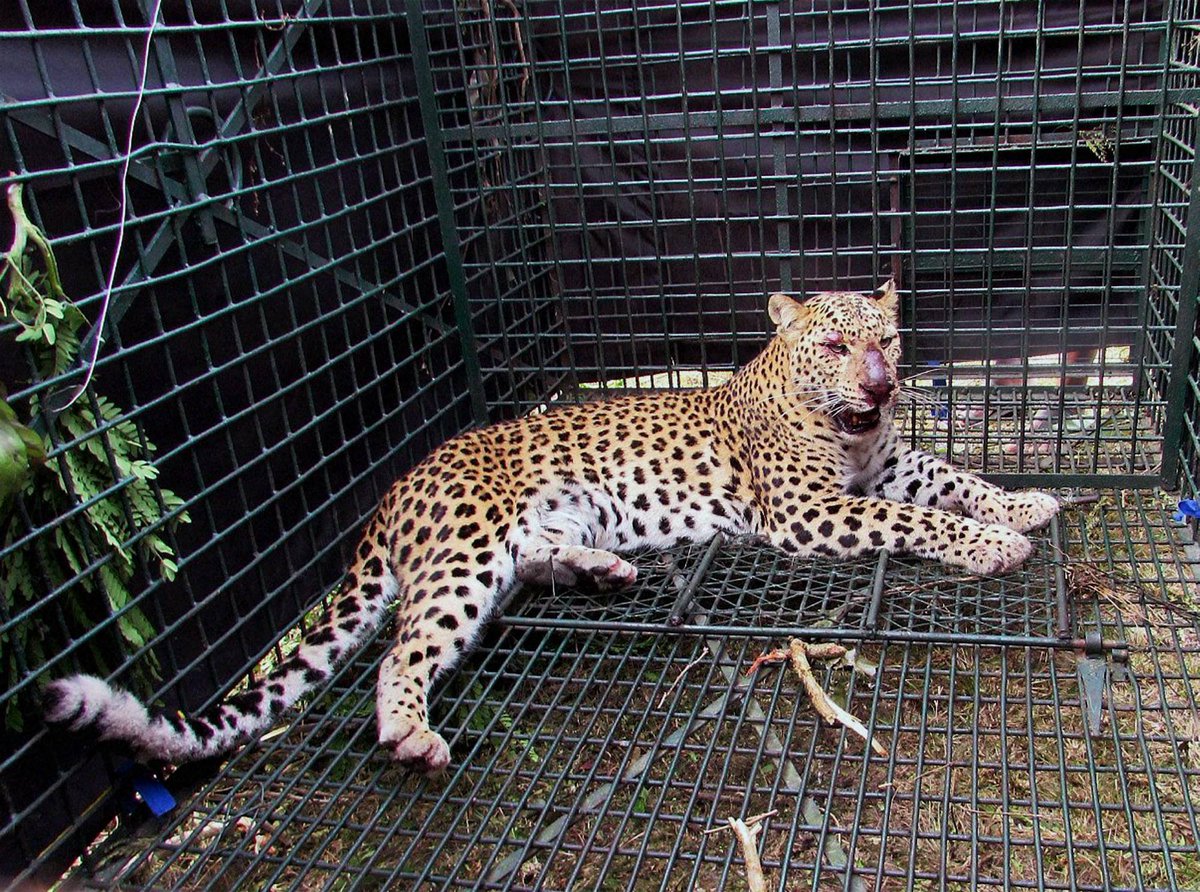 Binnaguri: An injured leopard is trapped in a cage by the forest dept ...