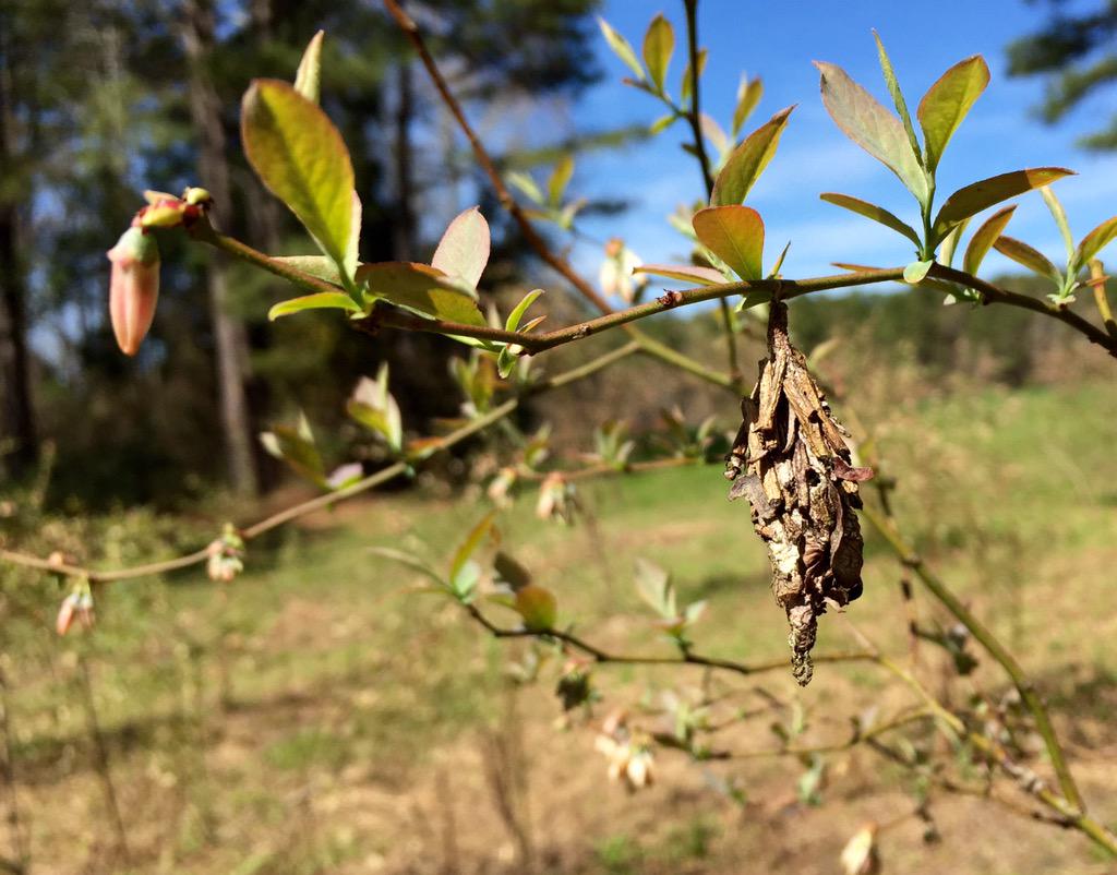 Cocoon on blueberry bush in Central Florida : r/whatsthisbug