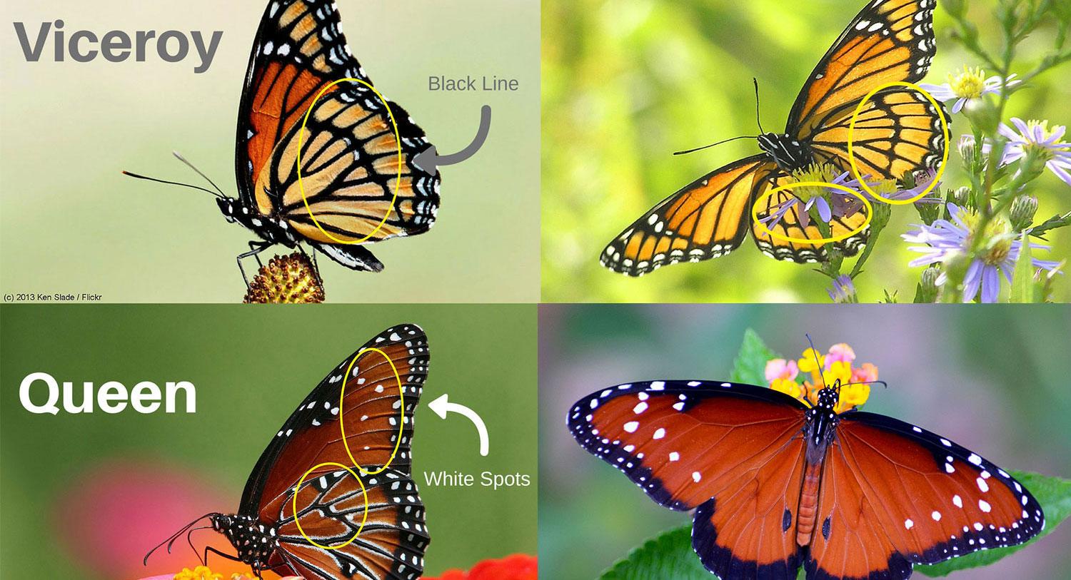 Queen Butterfly Vs Monarch