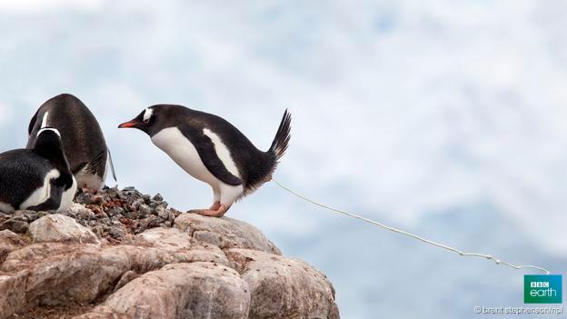 How Do Penguins Poop