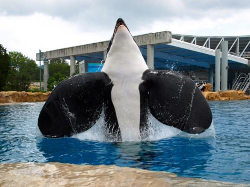 Tilikum Fin