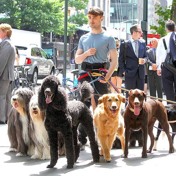 Daniel Radcliffe With His Dogs