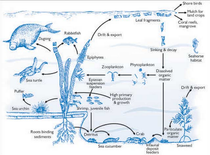 Dugongs Food Chain