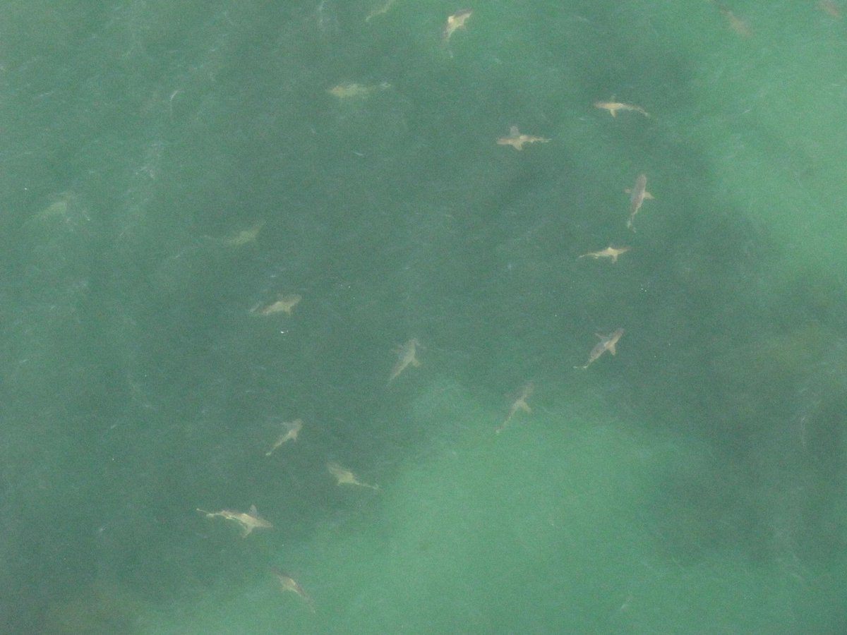 Wow: Sharks spotted recently just south of the Sebastian Inlet photos ...