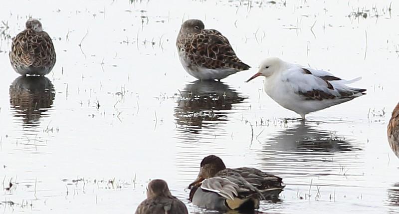 White ruff, photo | Dear Kitty. Some blog