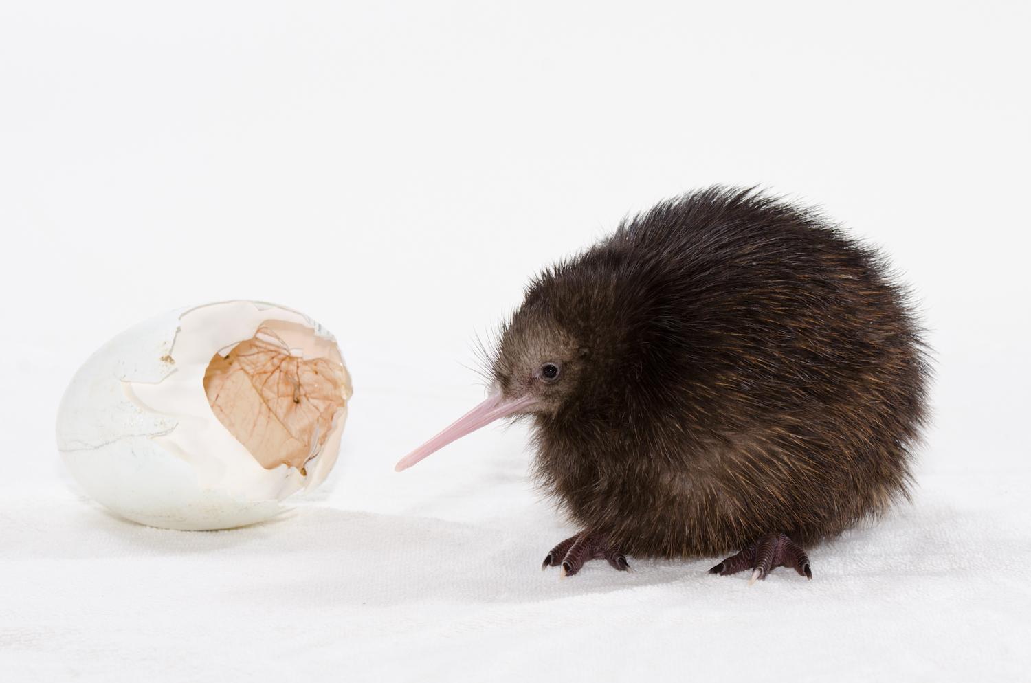 Kiwi Laying Egg