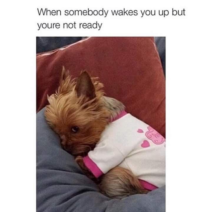 Funny Memes on Twitter: "Go away 😴 #memes #hahahahaha #yorkie #cute #cuteness #CuteDogs #animals ...