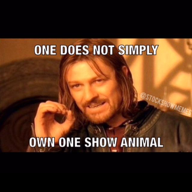 Livestock Show Memes