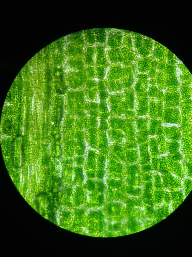 Elodea 40x