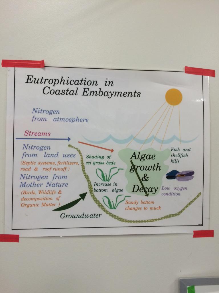 Eutrophication Diagram