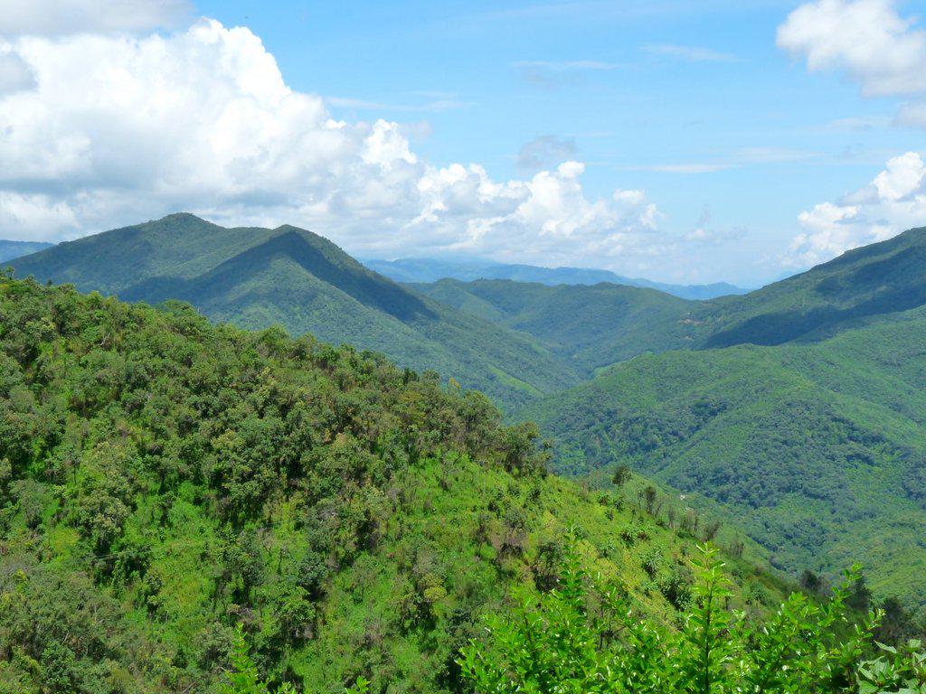 Tropical Montane Forest