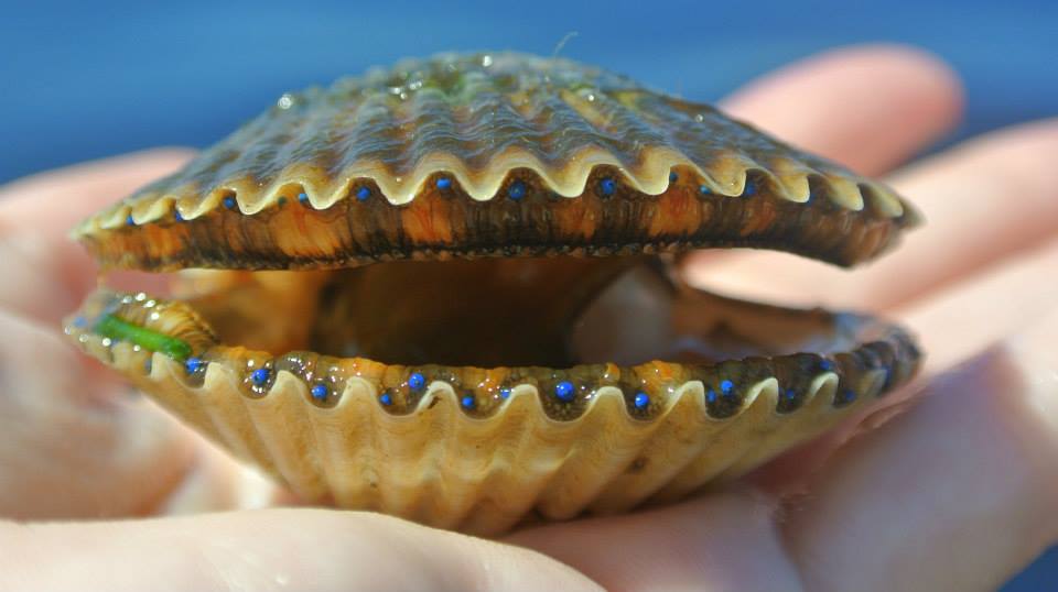 Scallops Eyes