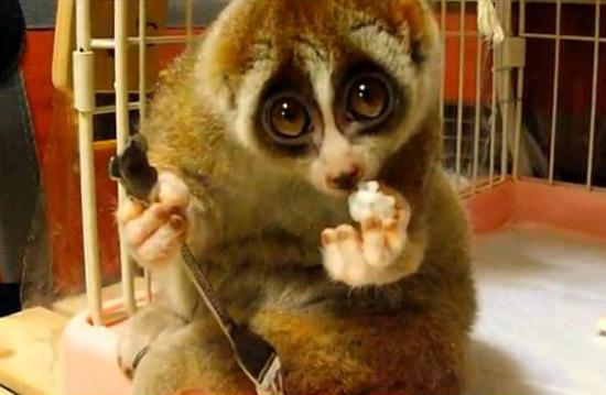 Slow Loris Eating Rice Ball